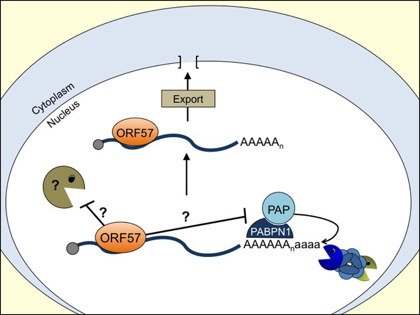 Research | Conrad Lab | UT Southwestern, Dallas, Texas