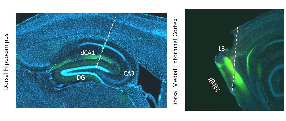 Yamamoto Lab | UT Southwestern, Dallas, Texas