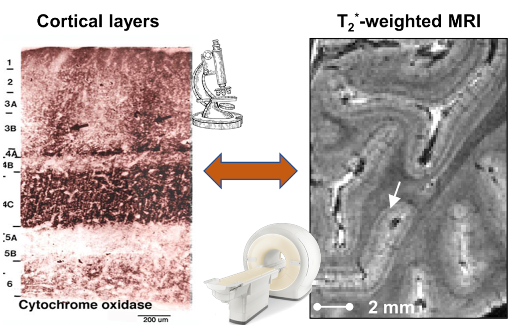 Research | Liu (Jiaen) Lab | UT Southwestern, Dallas, Texas