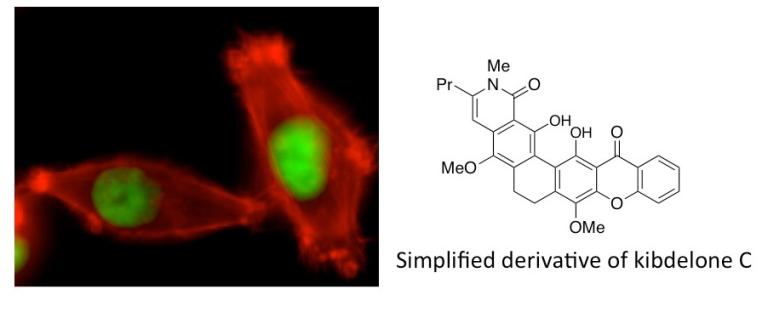 Publications | UT Southwestern, Dallas, Texas