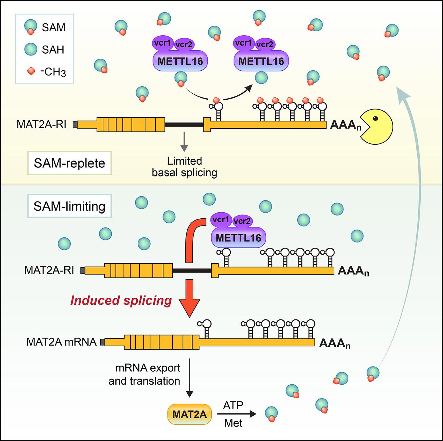 Research | Conrad Lab | UT Southwestern, Dallas, Texas
