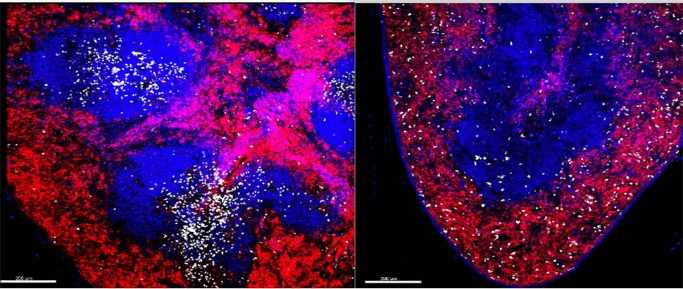 Wu (Tuoqi) Lab | UT Southwestern, Dallas, Texas