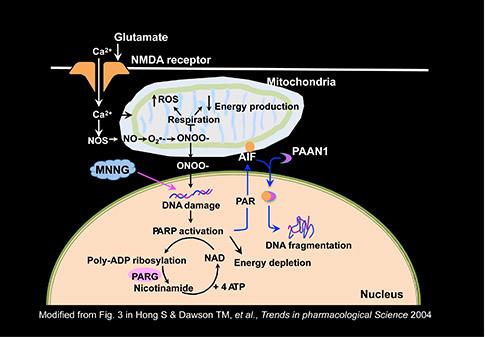 Research | Wang (Yingfei) Lab | UT Southwestern, Dallas, Texas