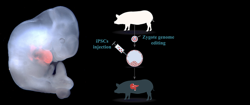 Wu (Jun) Lab | UT Southwestern, Dallas, Texas