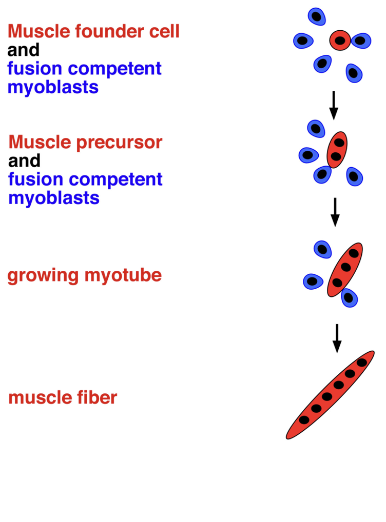 Chen (Elizabeth) Lab | UT Southwestern, Dallas, Texas