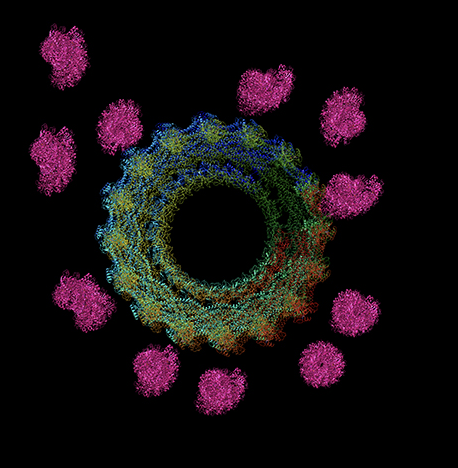 Chen (Elizabeth) Lab | UT Southwestern, Dallas, Texas