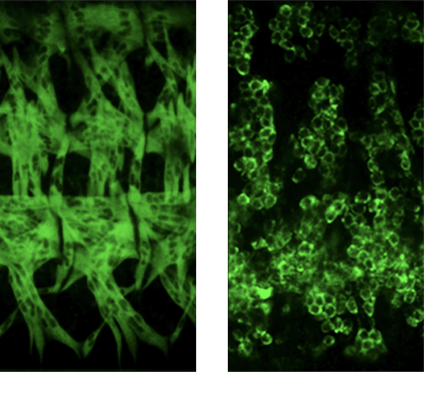 Chen (Elizabeth) Lab | UT Southwestern, Dallas, Texas