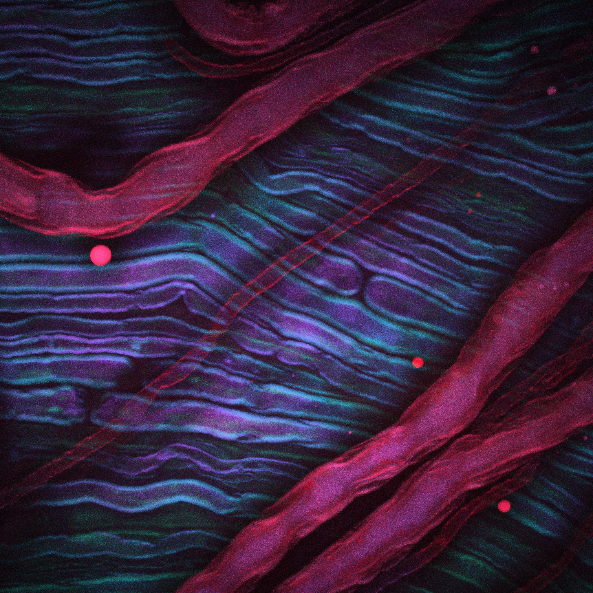 Pence Lab | UT Southwestern, Dallas, Texas