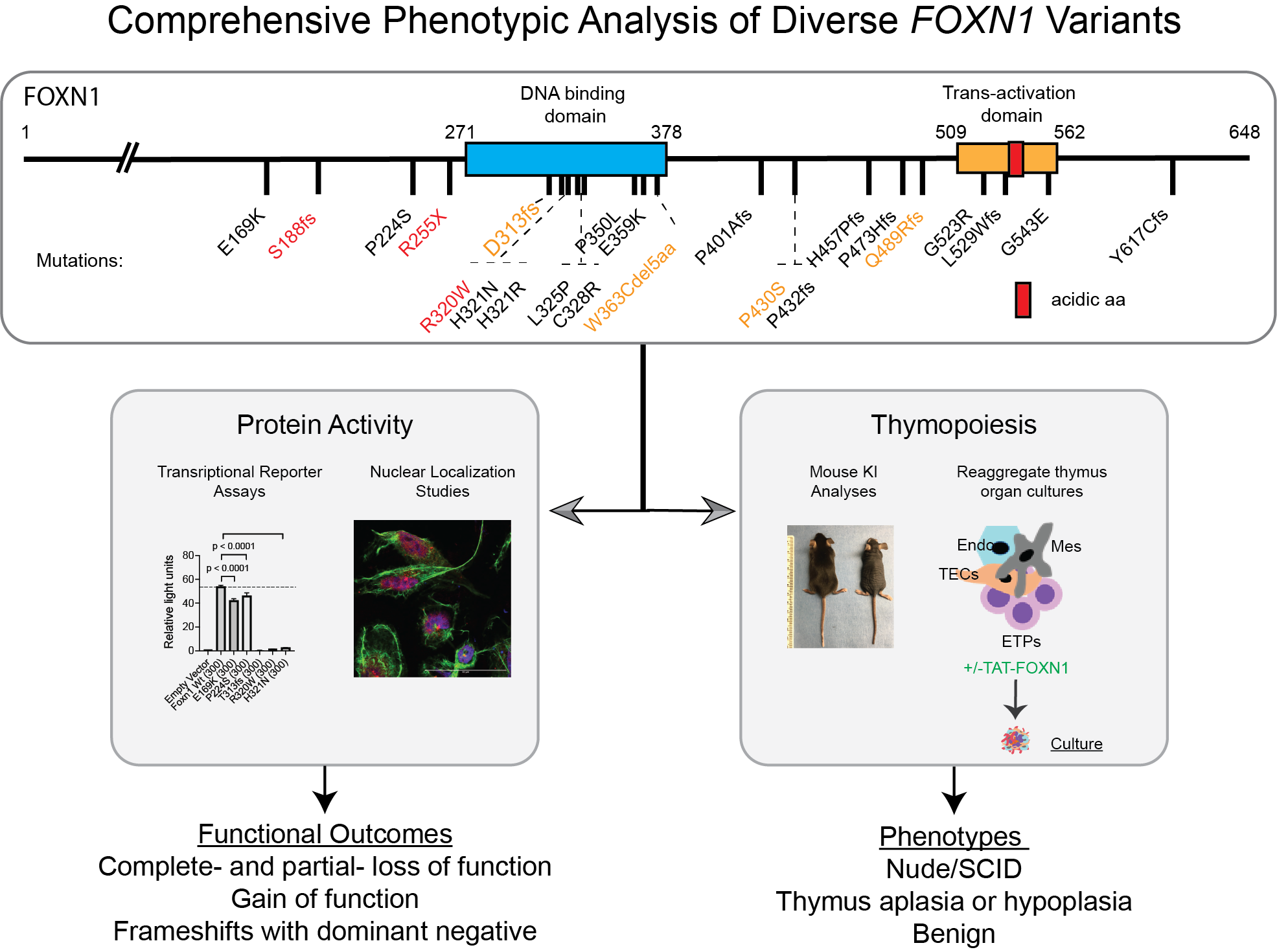 Research | van Oers Lab | UT Southwestern, Dallas, Texas