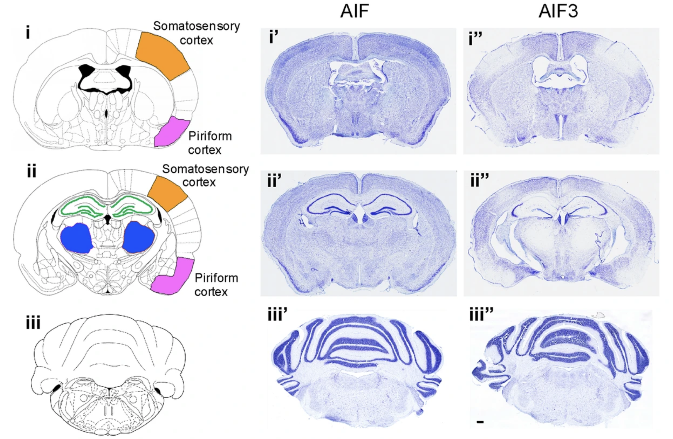 Research | Wang (Yingfei) Lab | UT Southwestern, Dallas, Texas