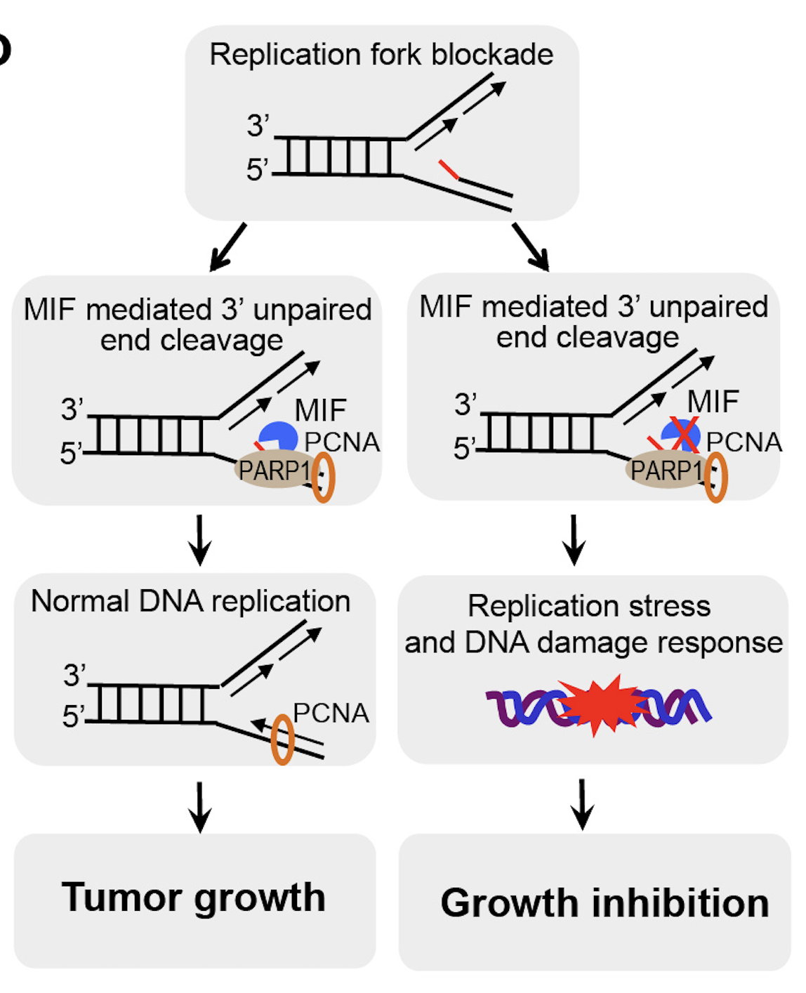 Research | Wang (Yingfei) Lab | UT Southwestern, Dallas, Texas