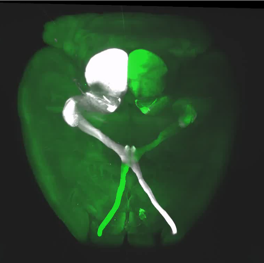 Research | Park (Kevin) Lab | UT Southwestern, Dallas, Texas