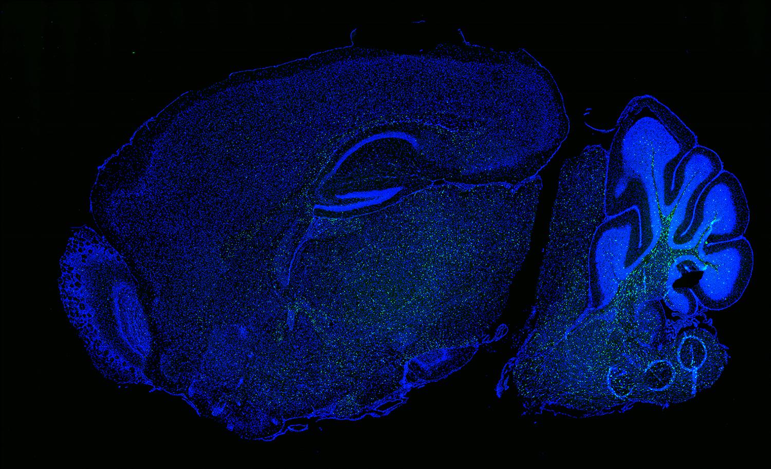 Research Images | Sun (Lu) Lab | UT Southwestern, Dallas, Texas