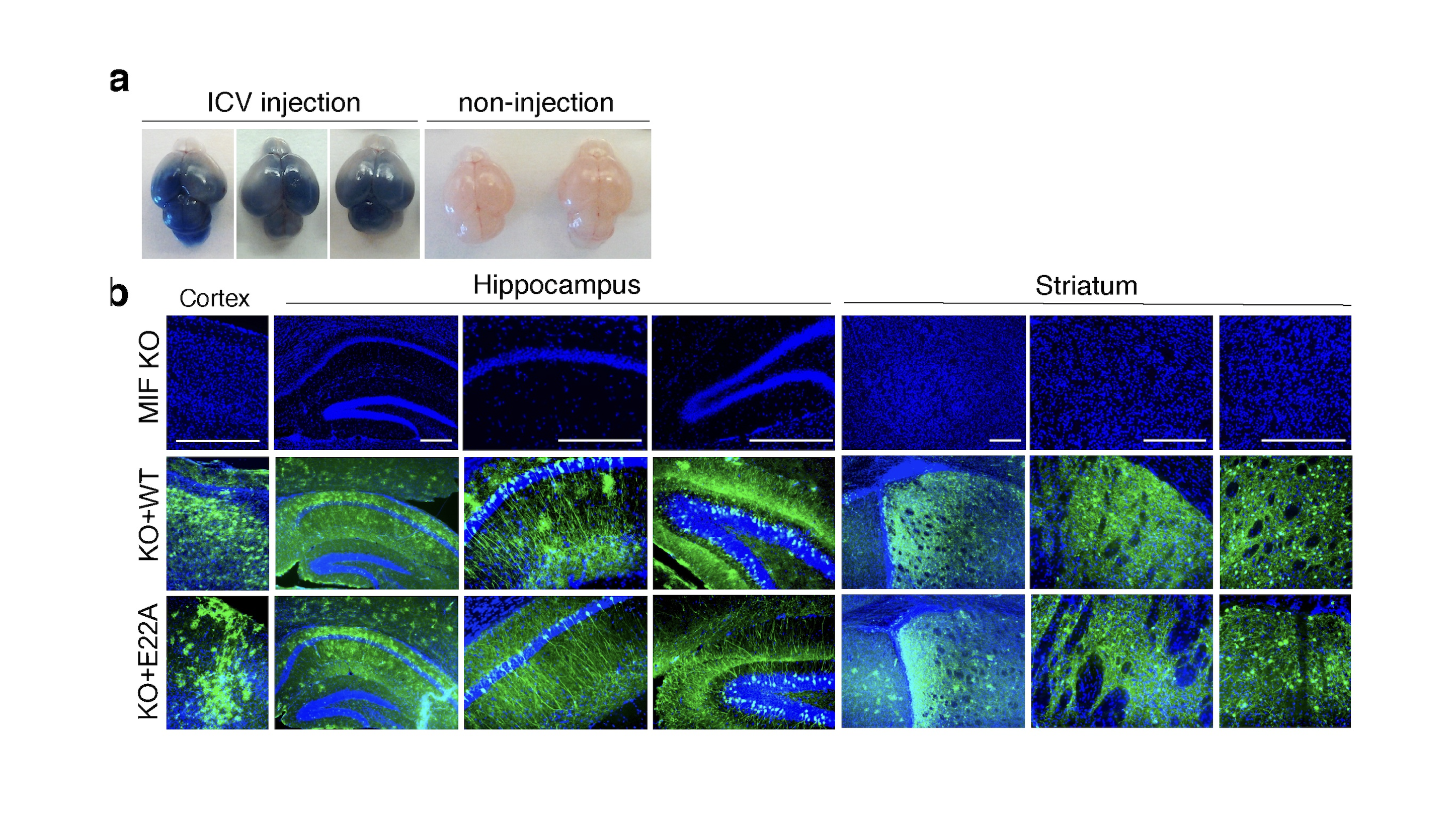 Research | Wang (Yingfei) Lab | UT Southwestern, Dallas, Texas